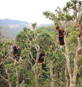 Phongsaly to organize Ethnic Food & Tea Festival to promote Visit Laos Year 2024